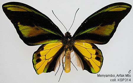 Papua Insects Foundation (Lepidoptera/Papilionidae/Ornithoptera chimaera)